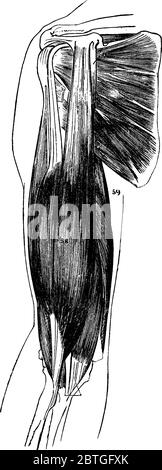 Illustration of the triceps muscles Stock Photo - Alamy