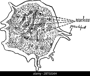 An illustration of an amoeba, vintage line drawing or engraving ...