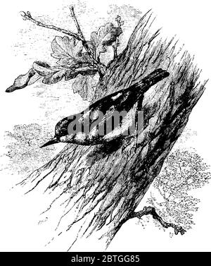 Nuthatch, blue bird. Vector illustration. Feathered character. Cute ...
