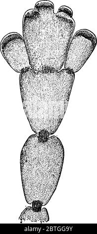 This picture shows the corallina, Corallina officinalis is a calcareous ...