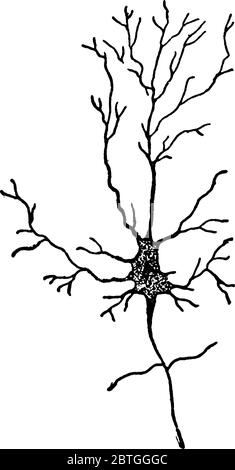 Neuron (Nerve Cell) anatomy black and white line art illustration ...
