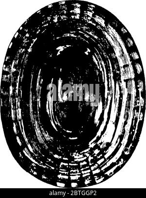 Limpet Shell Vector Illustration Stock Vector Image & Art - Alamy