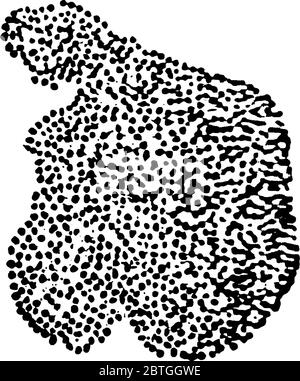 A typical representation of the characteristic groups of Micrococci ...
