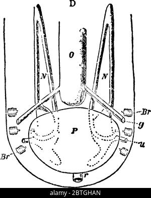 An illustration of a chiton's excretory and reproductive organs, with ...