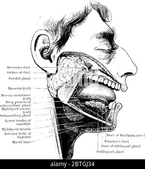 Sublingual salivary gland. Vector illustration on isolated background ...