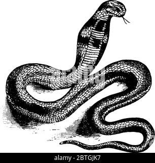 Cobras are high poisonous snakes from Elapidae family, vintage line ...