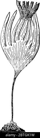 Oarweed or Kelp, a species of kelp common to Northeast America, vintage ...