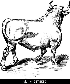 Bull drawing, vintage animal illustration vector Stock Vector Image ...