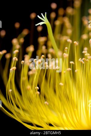 Suzhou, China. 25th May, 2020. The beautiful Hypericum monogynum bloom ...