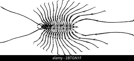 Centipede is long, flattened, many-segmented predaceous arthropods ...
