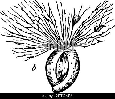 Foraminifera are members of a phylum or class of amoeboid protists ...