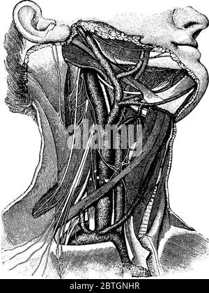 Blood circulation neck drawing Stock Photo - Alamy