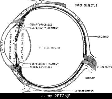 Human eye anatomy illustration. Parts of the eye, labeled vector ...