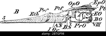 Pike fish illustration, drawing, engraving, line art, realistic Stock ...