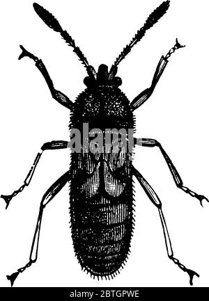 The Chinch-bug, Blissus leucopterus species; newly-hatched larva ...