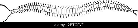 illustration of centipede Stock Vector Image & Art - Alamy