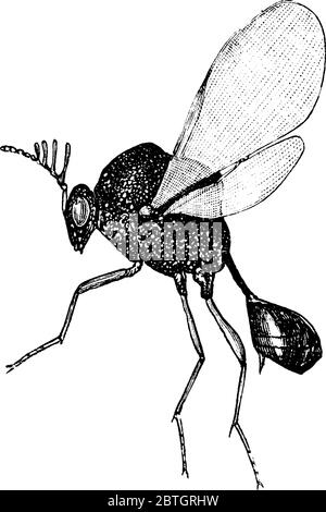 Schematic of chalcid wasp is a tiny and a minute metallic-colored ...