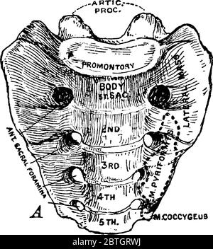 Human Sacrum, a large triangular bone as the base of the spine, found ...