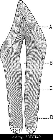 Parts of a Human Tooth illustration Stock Vector Image & Art - Alamy