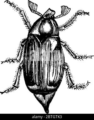 Beetles are a group of insects that form the order Coleoptera, they are ...