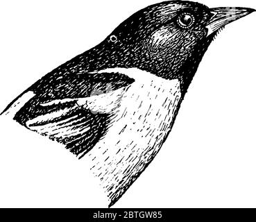 The Baltimore oriole is a small icterid blackbird in the family ...
