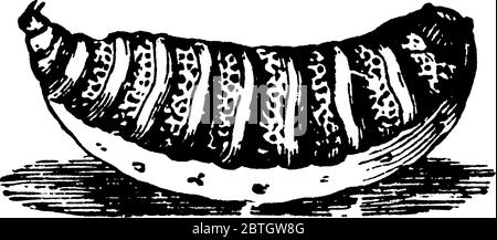 The fully-grown larva of the Sheep Botfly, Estrus ovis species, that ...