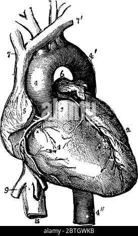 A typical representation of the heart, with the parts labelled, RA ...