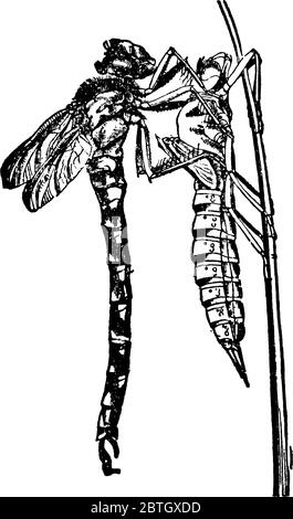 A typical representation of the anterior portion of the body of Aeschua ...