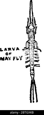 Mayfly is an aquatic insects, it has a short-lived adult stage and ...