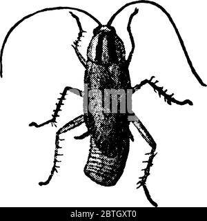 Adult croton bug, vintage line drawing or engraving illustration Stock ...