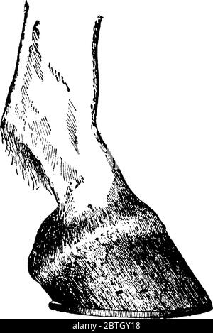 Horse Hoof are hard coverings that protect the toes of a Horse ...