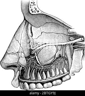 Anatomy of Human Teeth Stock Vector Image & Art - Alamy