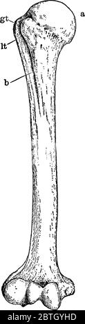 A typical representation of the upper leg bone, the femur, the longest ...