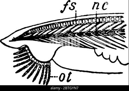 Lancelet or Amphioxus, vintage engraved illustration. La Vie dans la ...