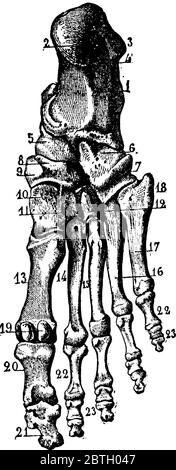 The Tarsal Bones of the Foot are located in the midfoot and the hind ...