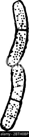 A pair of bacilli actively growing and dividing vintage line drawing or ...