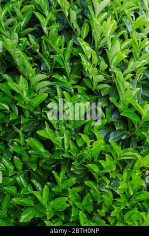 Prunus laurocerasus, also known as cherry laurel, common laurel and ...