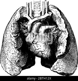 A typical representation of the heart, with the parts labelled, RA ...