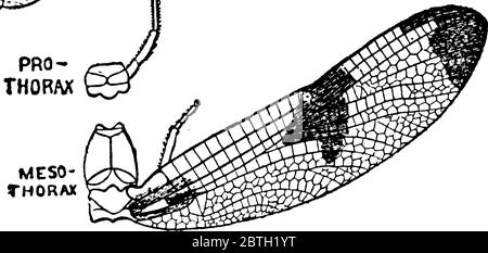 The body section of Mayfly after the head is called thorax, this ...