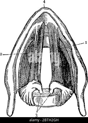 VOCAL CORD, DRAWING Stock Photo - Alamy