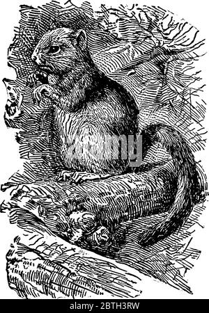 dormouse dormice mouse mice rodent rodents mammal mammals animal ...