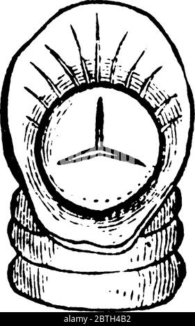 Leeches are segmented worms that belong to the phylum Annelida and ...