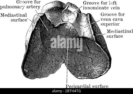 THYMUS GLAND, DRAWING Stock Photo - Alamy