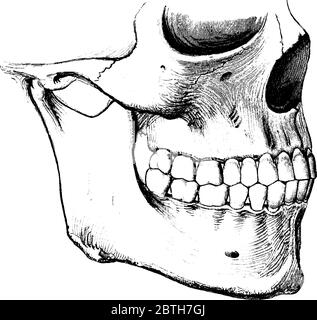 Vector human skull with a lower jaw in vintage engraving style. Hand ...