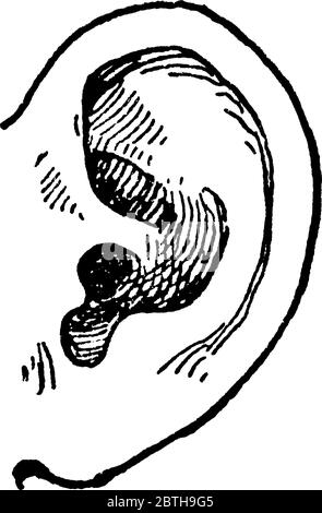 Human ear, vintage engraving drawing style vector illustration Stock ...