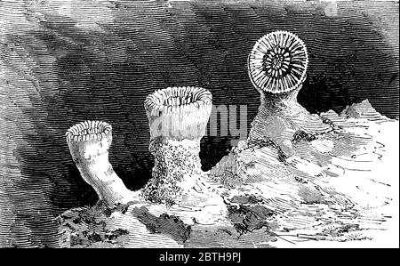 Coral are marine invertebrates within the class Anthozoa of the phylum ...