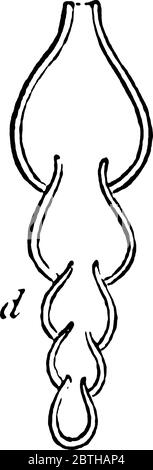 Foraminifera are members of a phylum or class of amoeboid protists ...