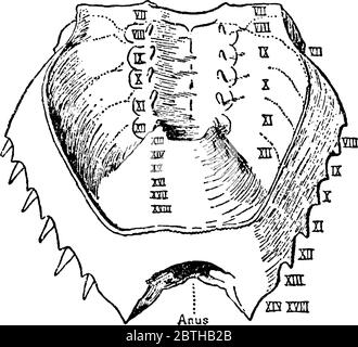A typical representation of the ventral view of Limulus polyphemus ...