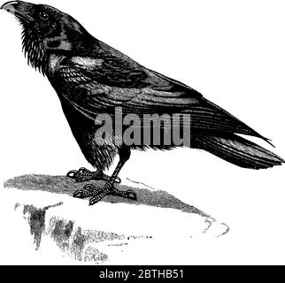 Illustration of a crow. Vector illustration of a bird in cartoon style ...