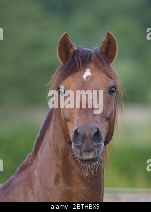A head shot of a pretty Welsh pony foal in a white halter Stock Photo ...
